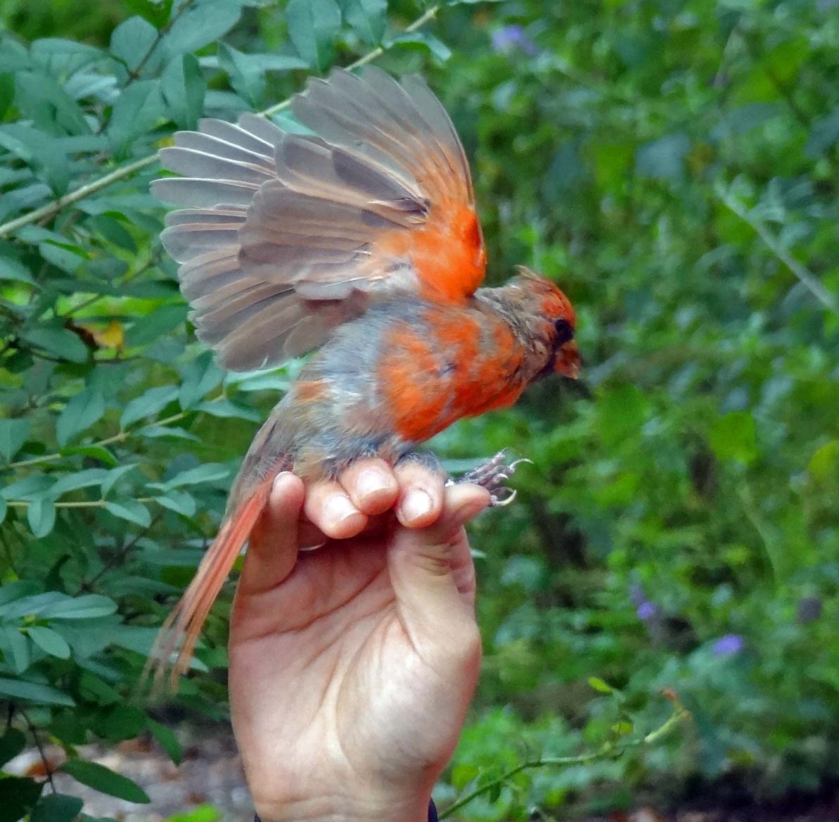 Joe's Retirement Blog: Manomet Bird Observatory, Manomet Center for ...