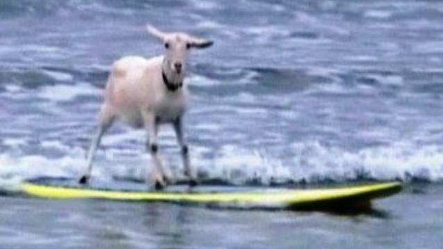rapidworldnews: Local Surfing Goat has become an international celebrity