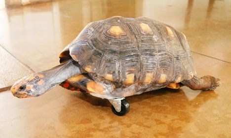 Prosthetic Center of Excellence News: Tortoise Loses Leg, Learns to ...
