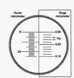 Pengamatan Sel | Inauko Blog