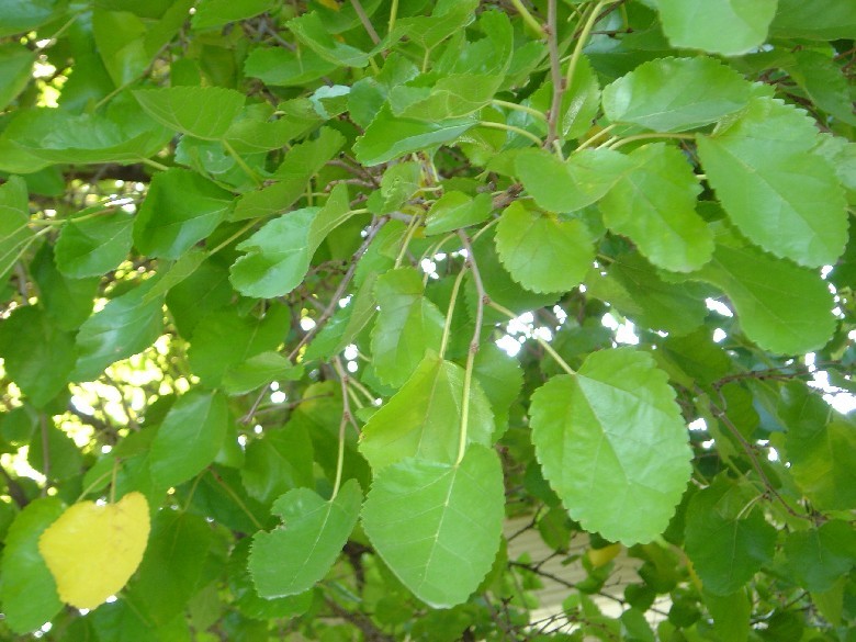UNL Woody Plants: Medium Trees