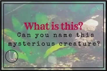 Unveiling the Mystery: Identify the Mysterious Creature
