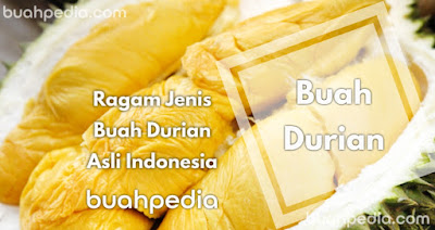 Mengenal Ragam Jenis Durian Asli Indonesia - Buah Pedia