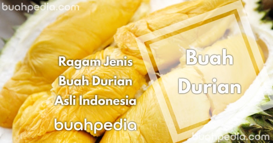 Mengenal Ragam Jenis Durian Asli Indonesia - Buah Pedia