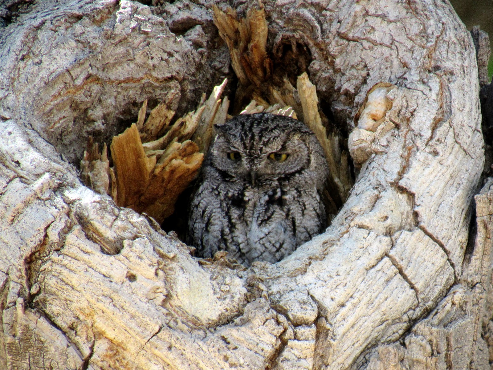 Western Screech-owl