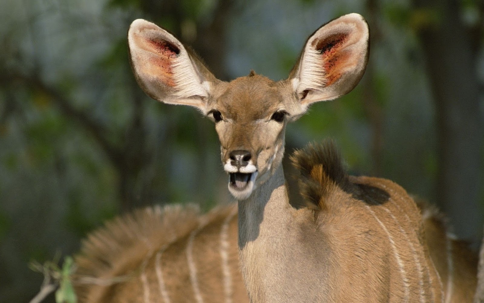 ΑΝΤΙΛΟΠΕΣ photos - wallpapers (ανανεωμένο) | the fun bank