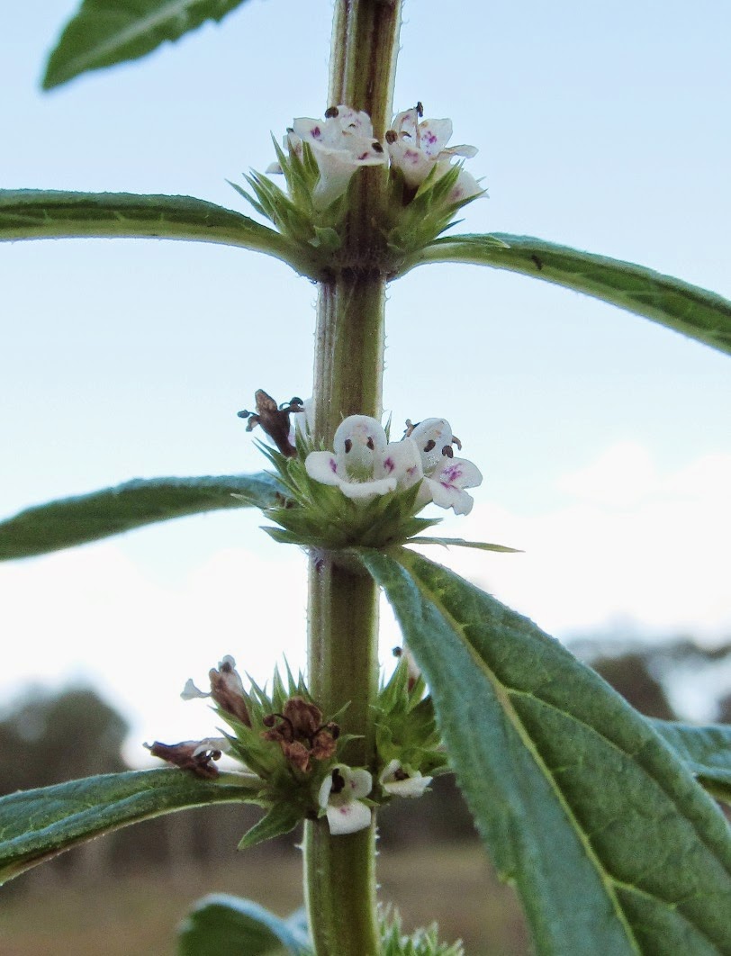 PhyloBotanist: Botany picture #153: Lycopus australis