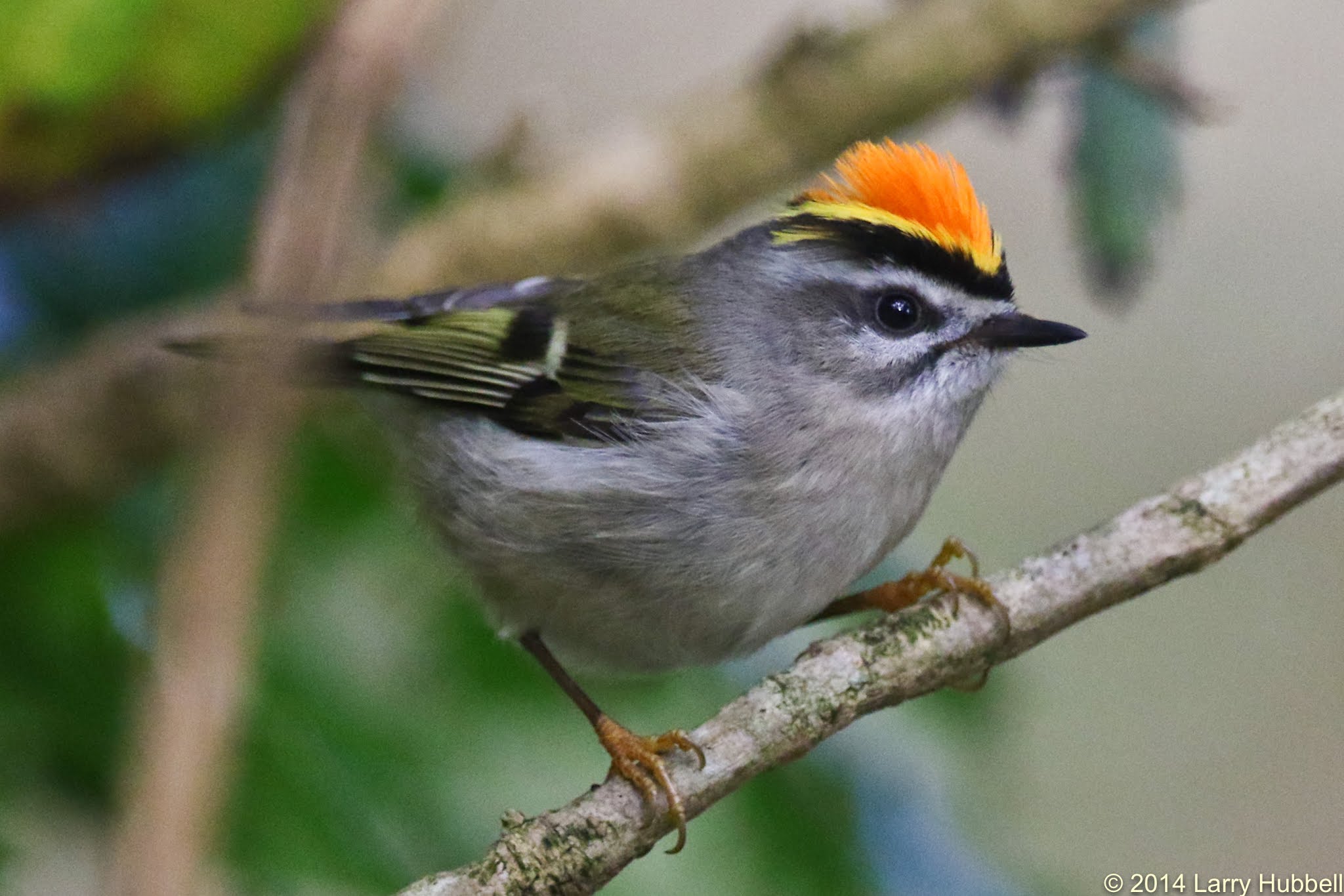 Golden Crowned Kinglet Winter