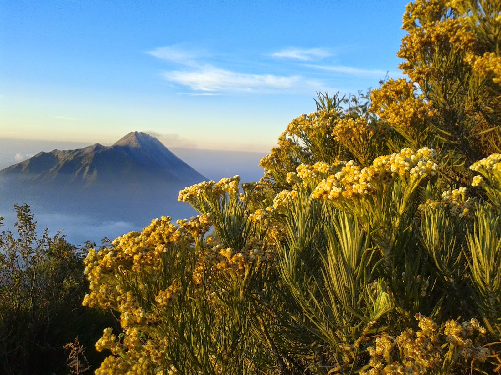 MENIKMATI KEINDAHAN BUNGA EDELWEISS - shelter3