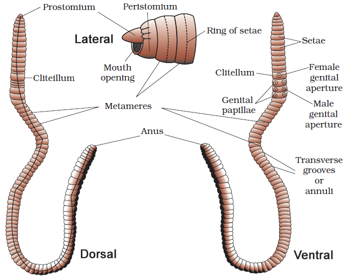Structural Organisation In Animals - Notes | Class 11 | Part 6 ...