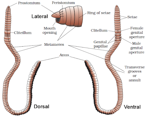 Structural Organisation In Animals - Notes | Class 11 | Part 6 ...