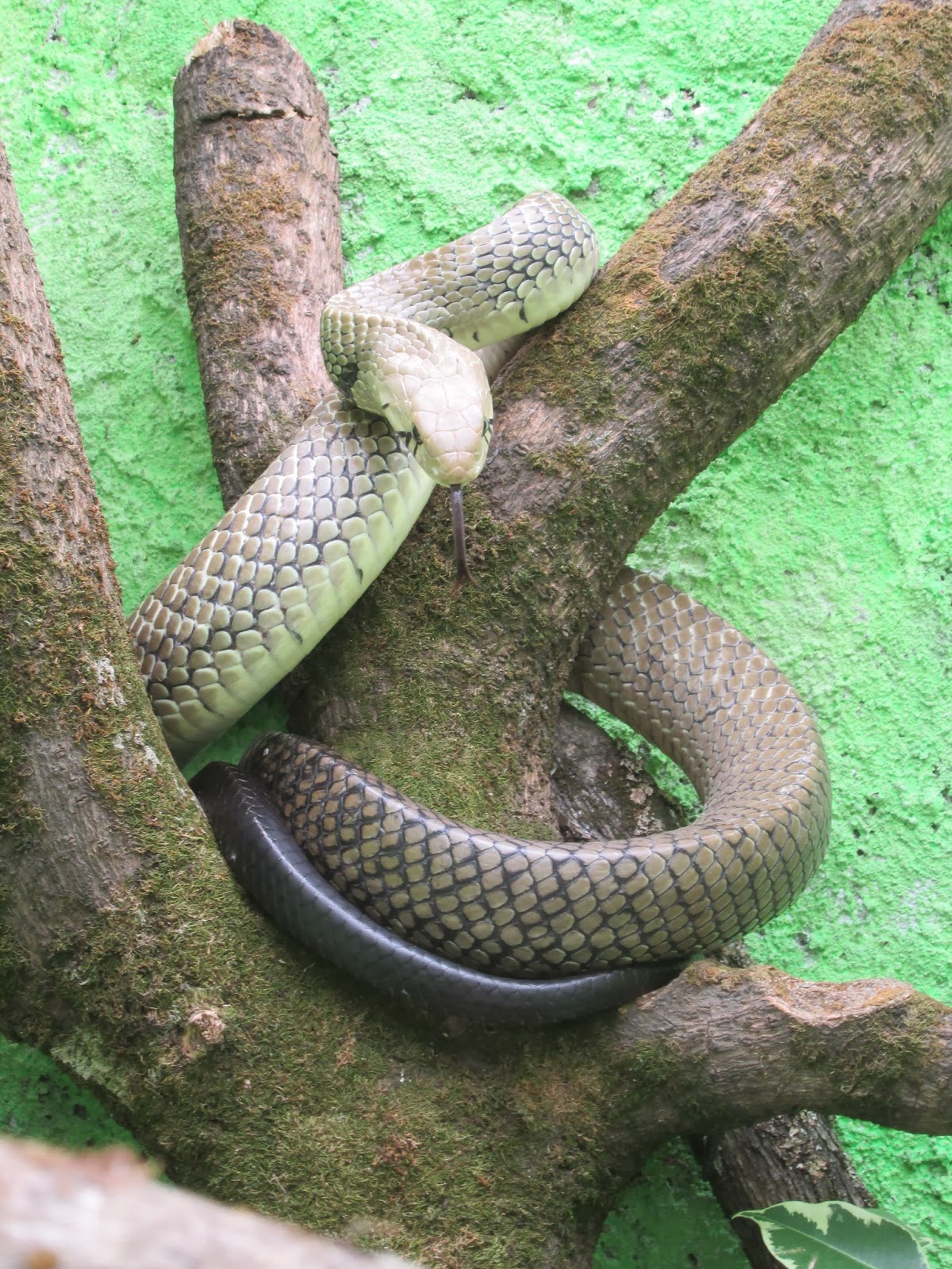 Peregrination: Serpentario Amaru