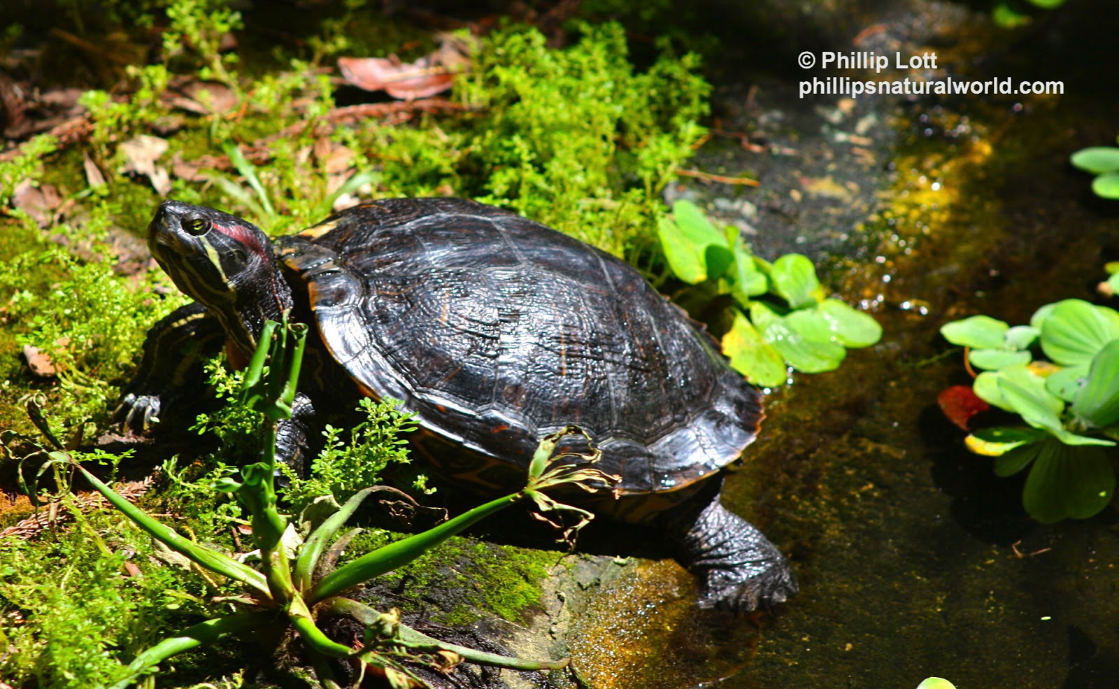 Dead Red Eared Slider Turtle