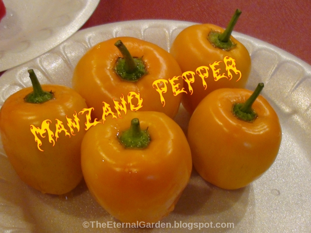The Eternal Garden: Growing the Manzano Pepper