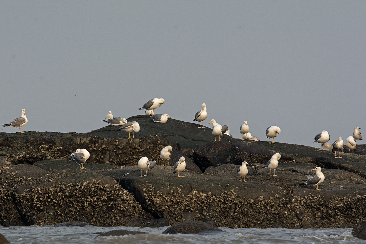 Birding in Deep Seas - Pelagic ~ Happy's Click
