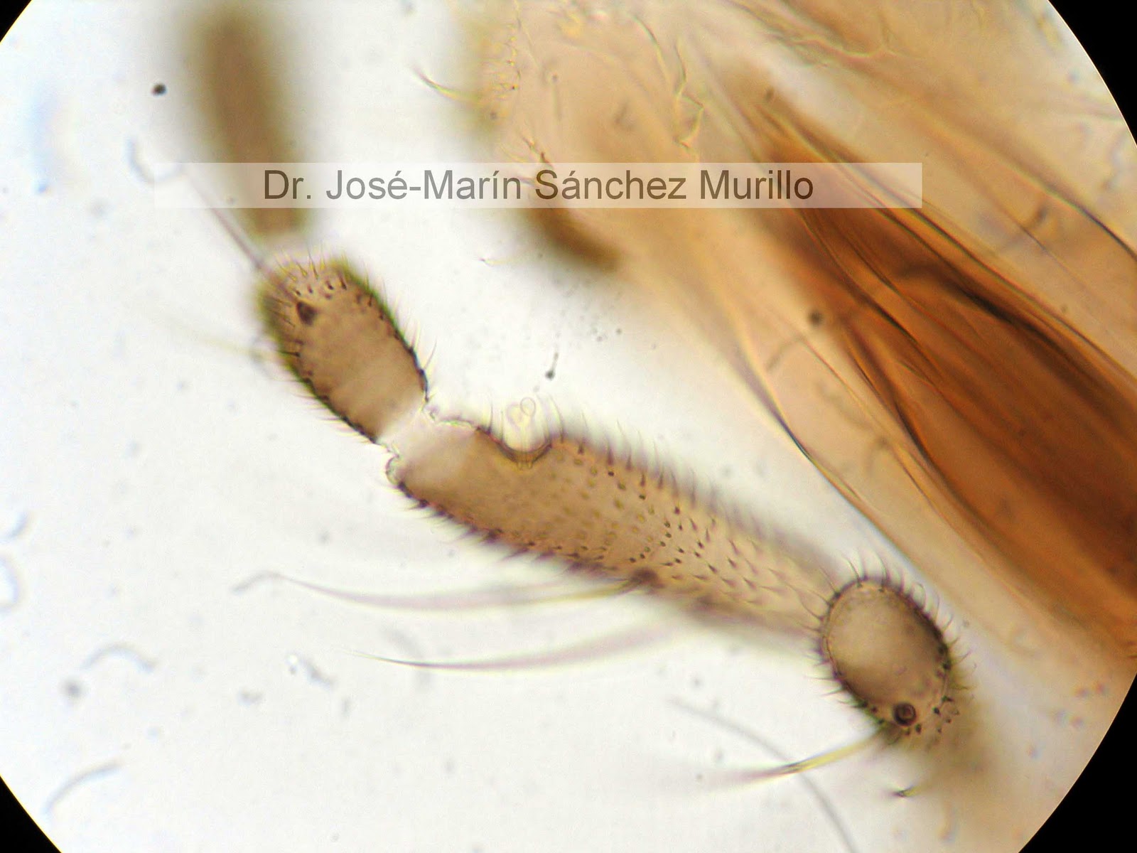 CULICOIDES: APARATO BUCAL Y PALPOS MAXILARES