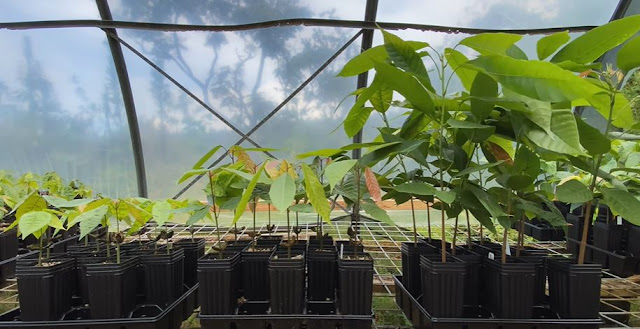 Cacao Farming: Nursery Establishment and Management