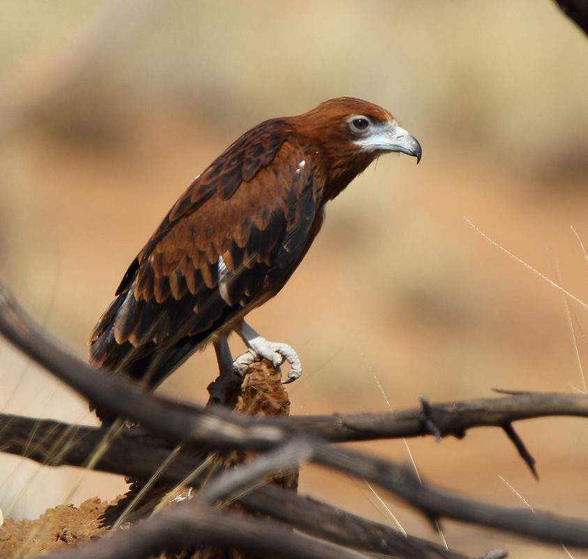 Richard Waring's Birds of Australia: Black-breasted Buzzard family saga
