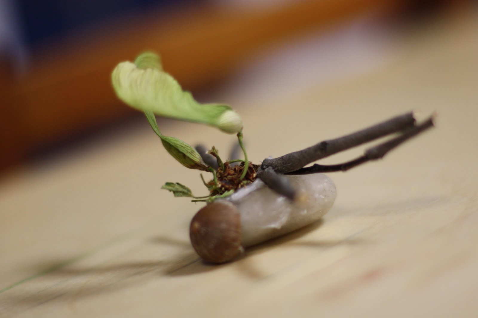 Rock Bugs and Habitats - Fairy Dust Teaching