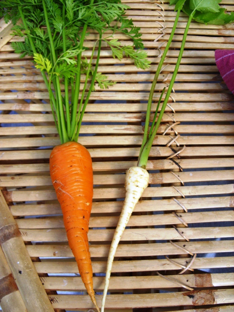 Kelli's Northern Ireland Garden: Veg Update (Broccoli, Carrot, Cabbage ...