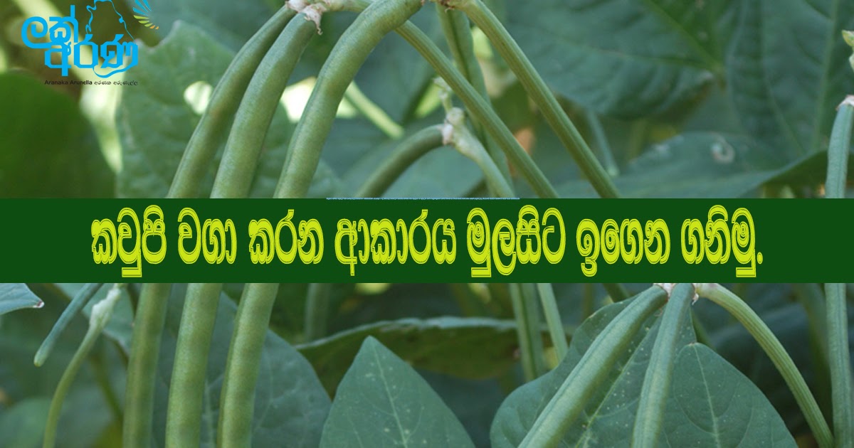 කවුපි වගා කරන ආකාරය ~ ලක් අරණ ®️