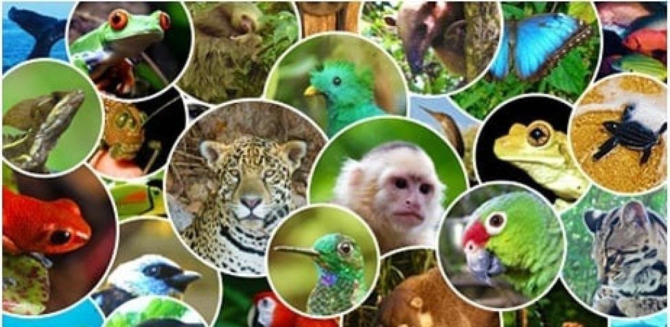 QUE ES LA FAUNA SILVESTRE