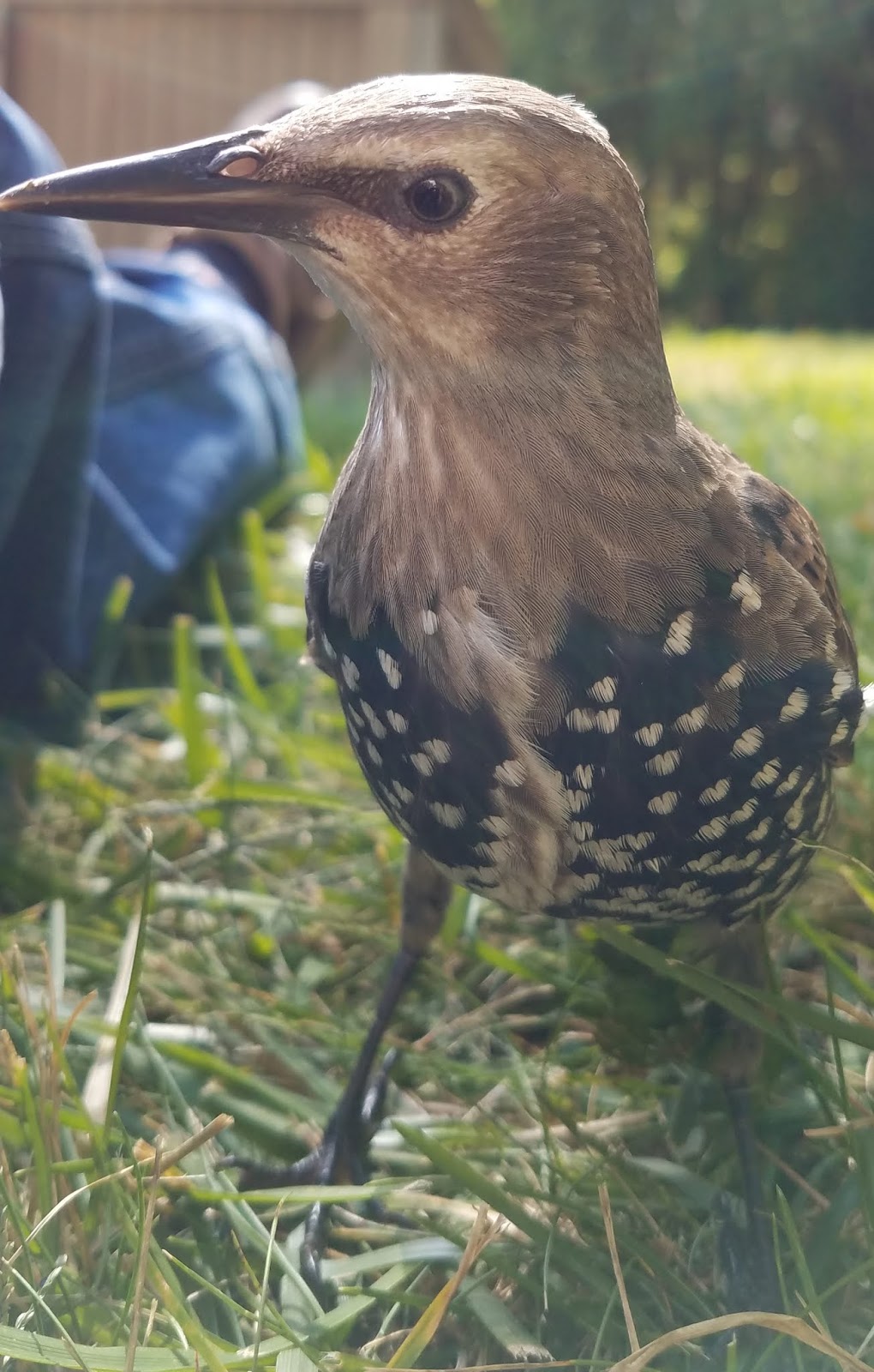 Laura's Birding Blog: A Tale of Two Mortimers