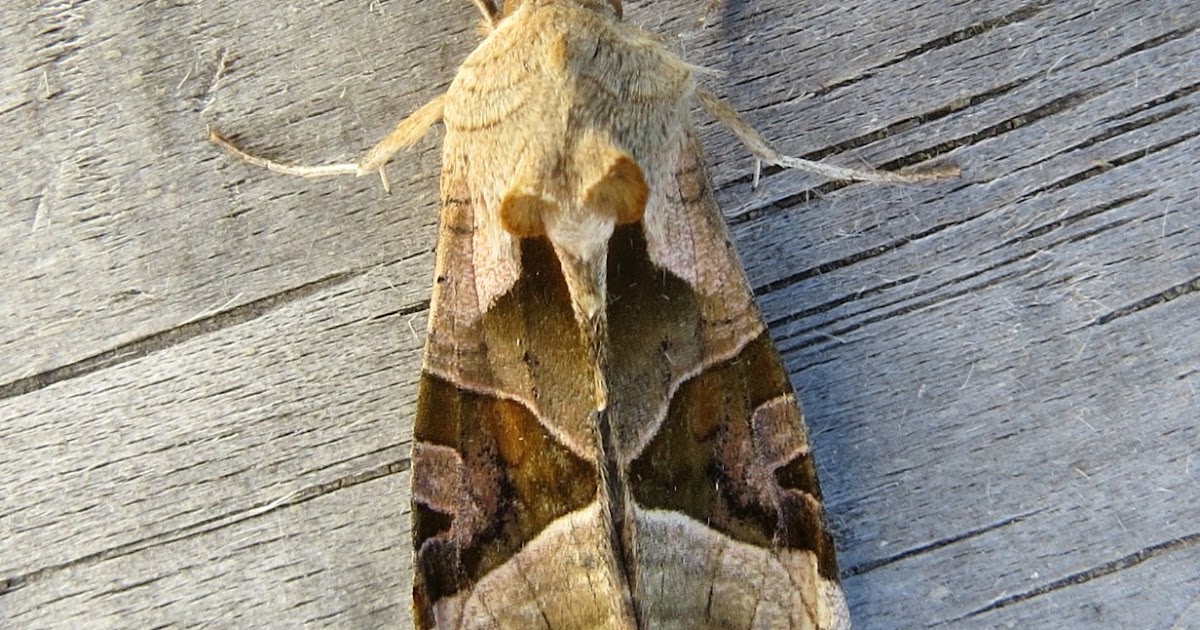 The Bagsy Blog: "Ducks' Ditty" by Kenneth Grahame