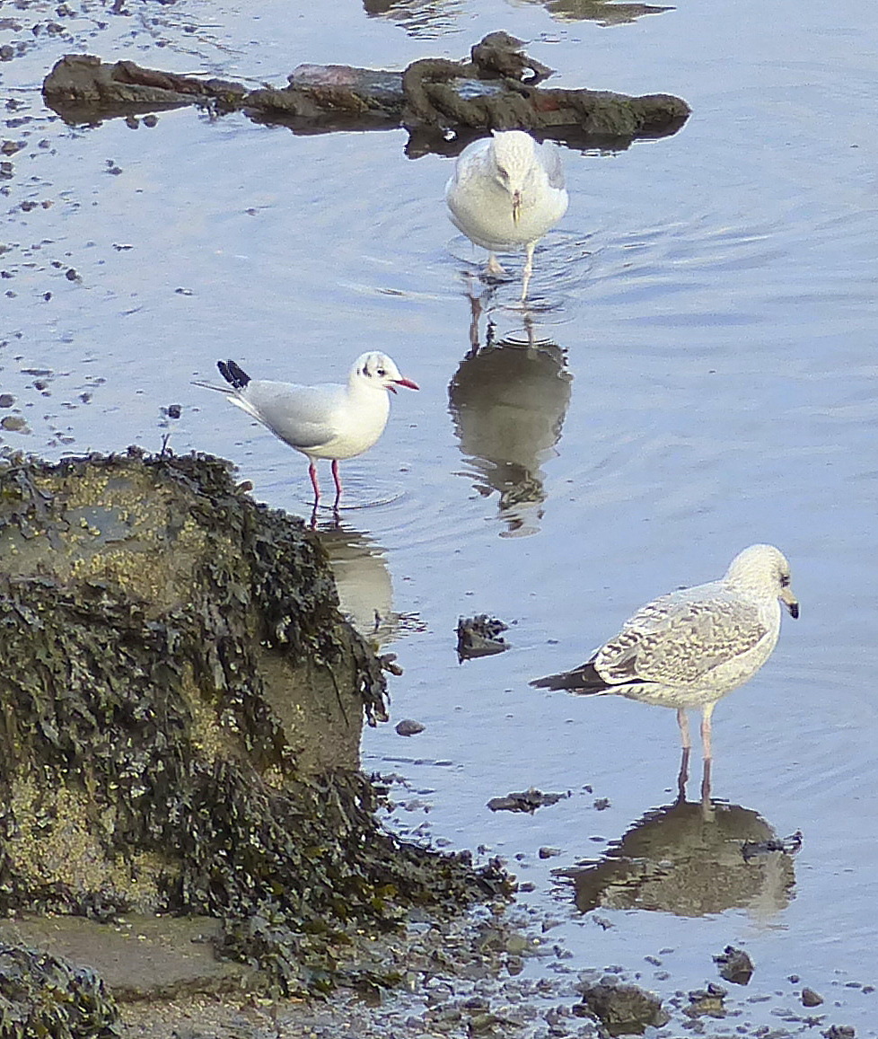 Birding For Pleasure: WILD BIRD WEDNESDAY - Birds in South Donegal (Part 2)