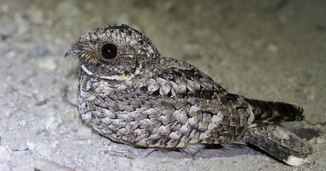Common Poorwill, a bird with Uncommon habit of hibernation