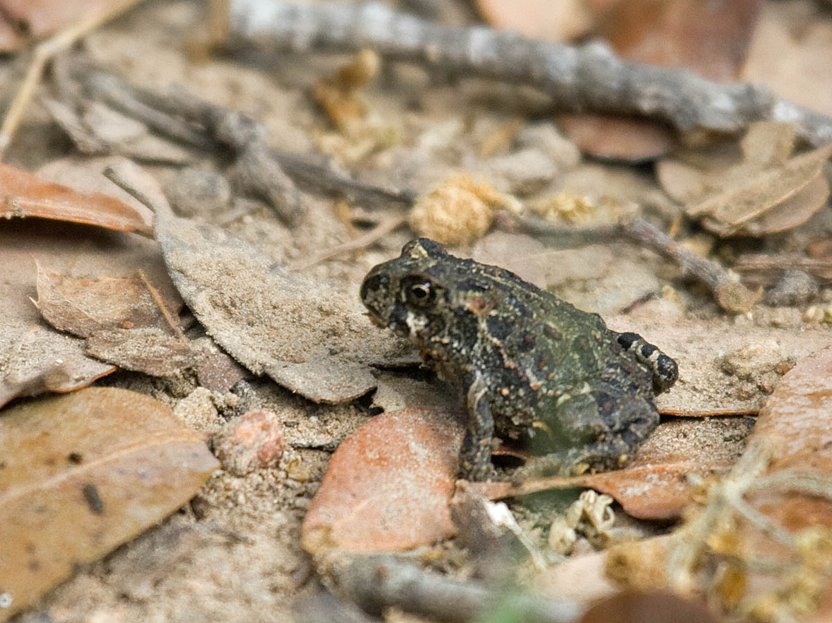 Toadlets! - Greg in San Diego