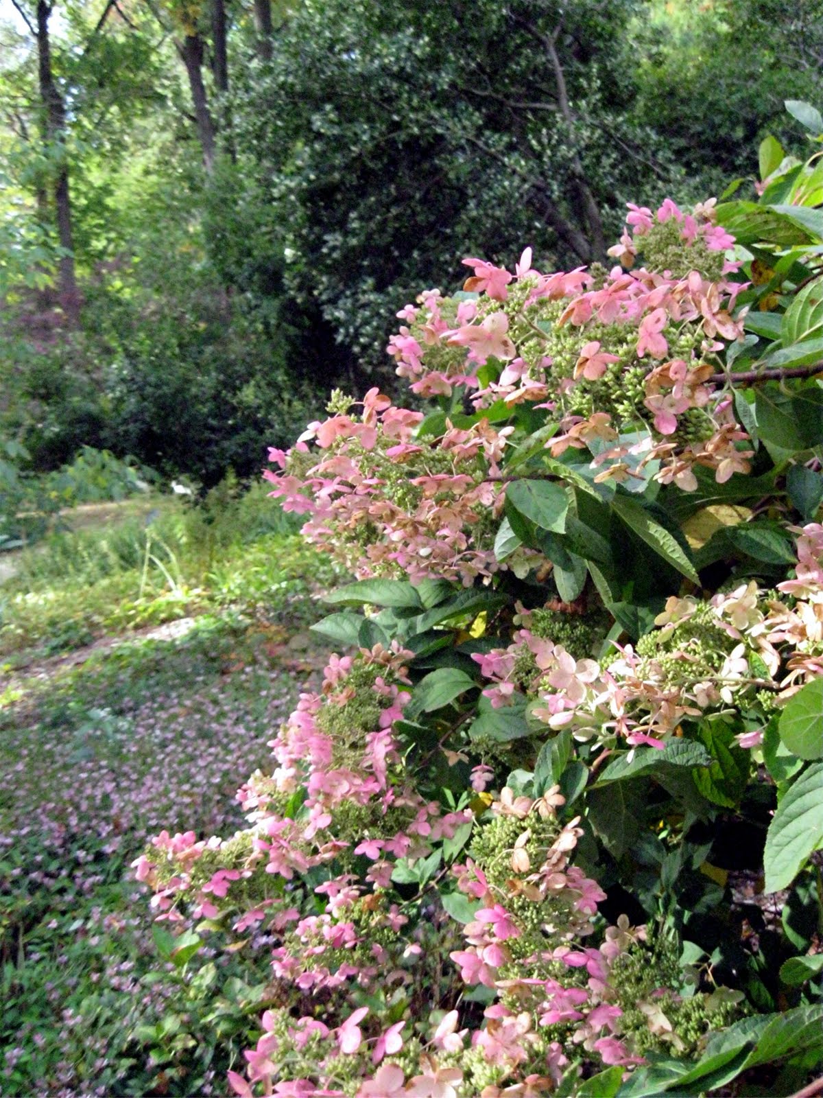 1003 Gardens: Hydrangea paniculata 'Tardiva' with pink bracts....This ...