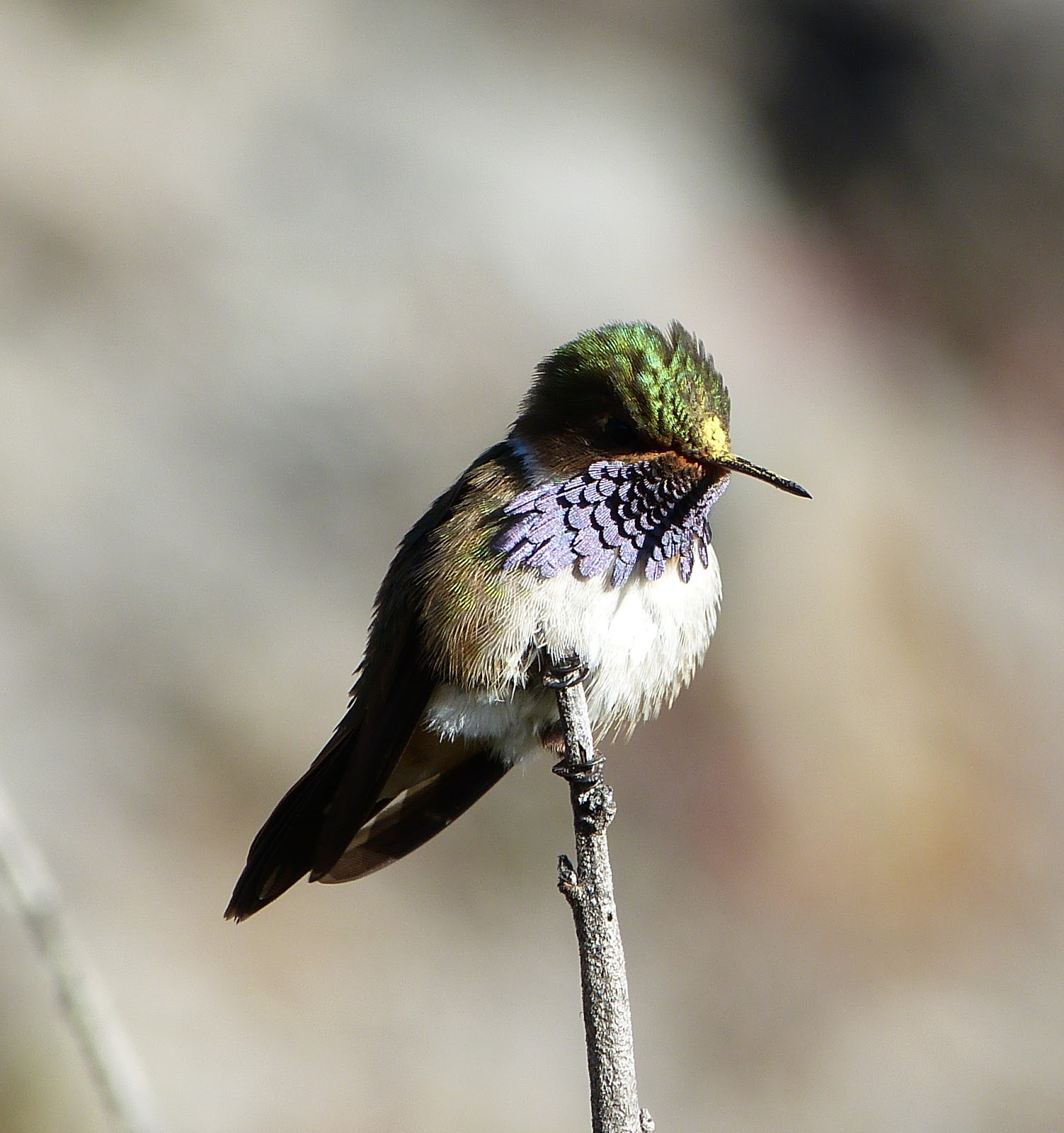 Norfolk County Naturalist: Vulcan Baru birds - Panama 2013