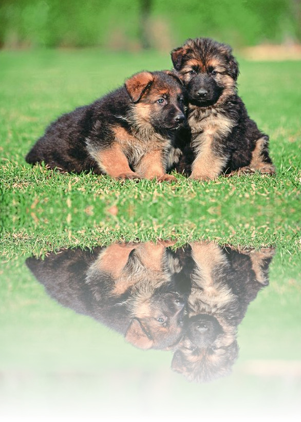 the dog German Shepherd Breeding with character, for a healthy ...