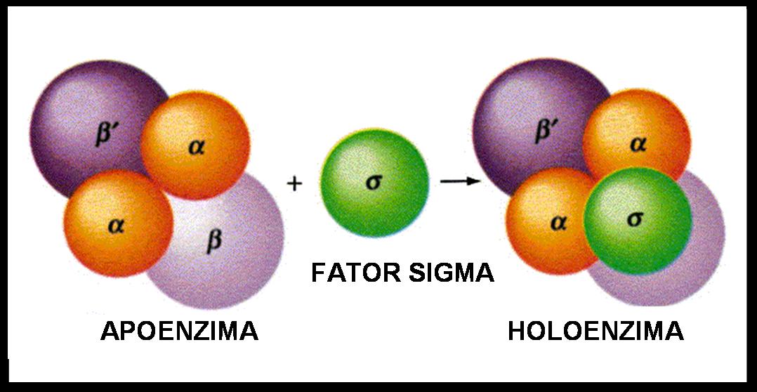 Lípidos y Enzimas: Enzimas