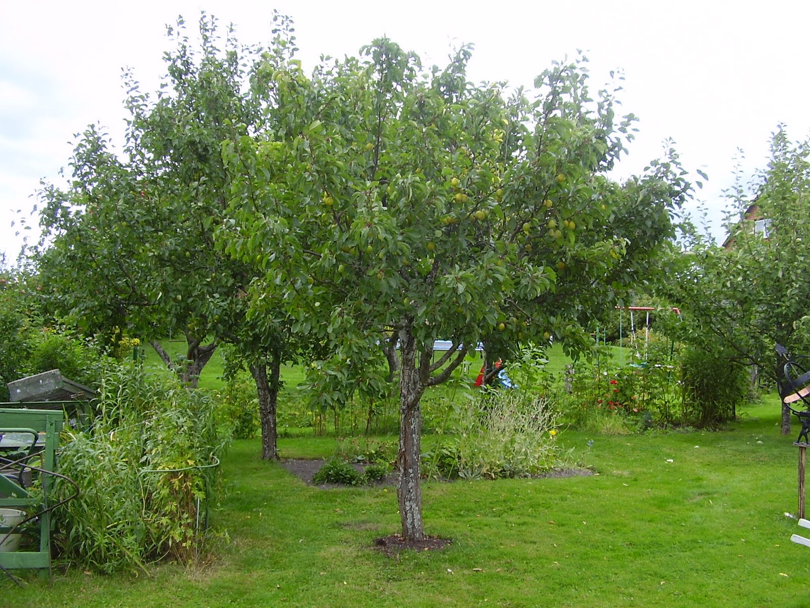 Dagens foto av Mathias: Måndag 28/3 - Dagens foto - Plommon/plommonträd