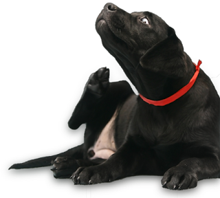 6 Razones Por Qué se Rasca Tu Perro | Blog Perro