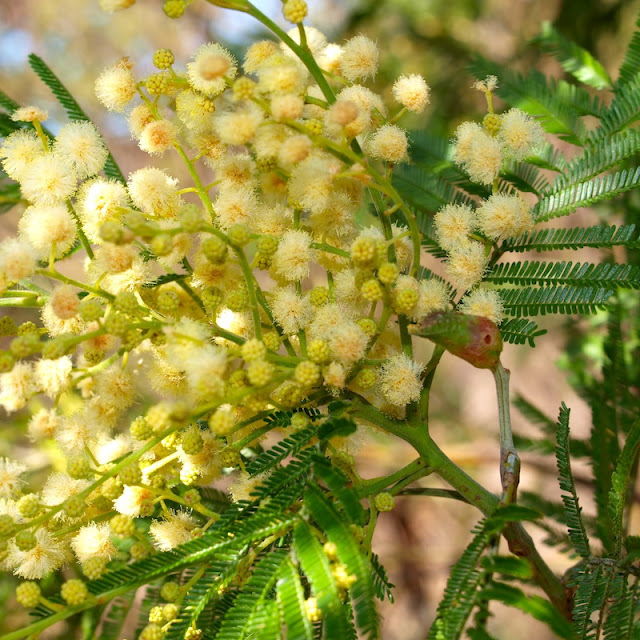 Celebrating: Wattle Day! | Growing Illawarra Natives