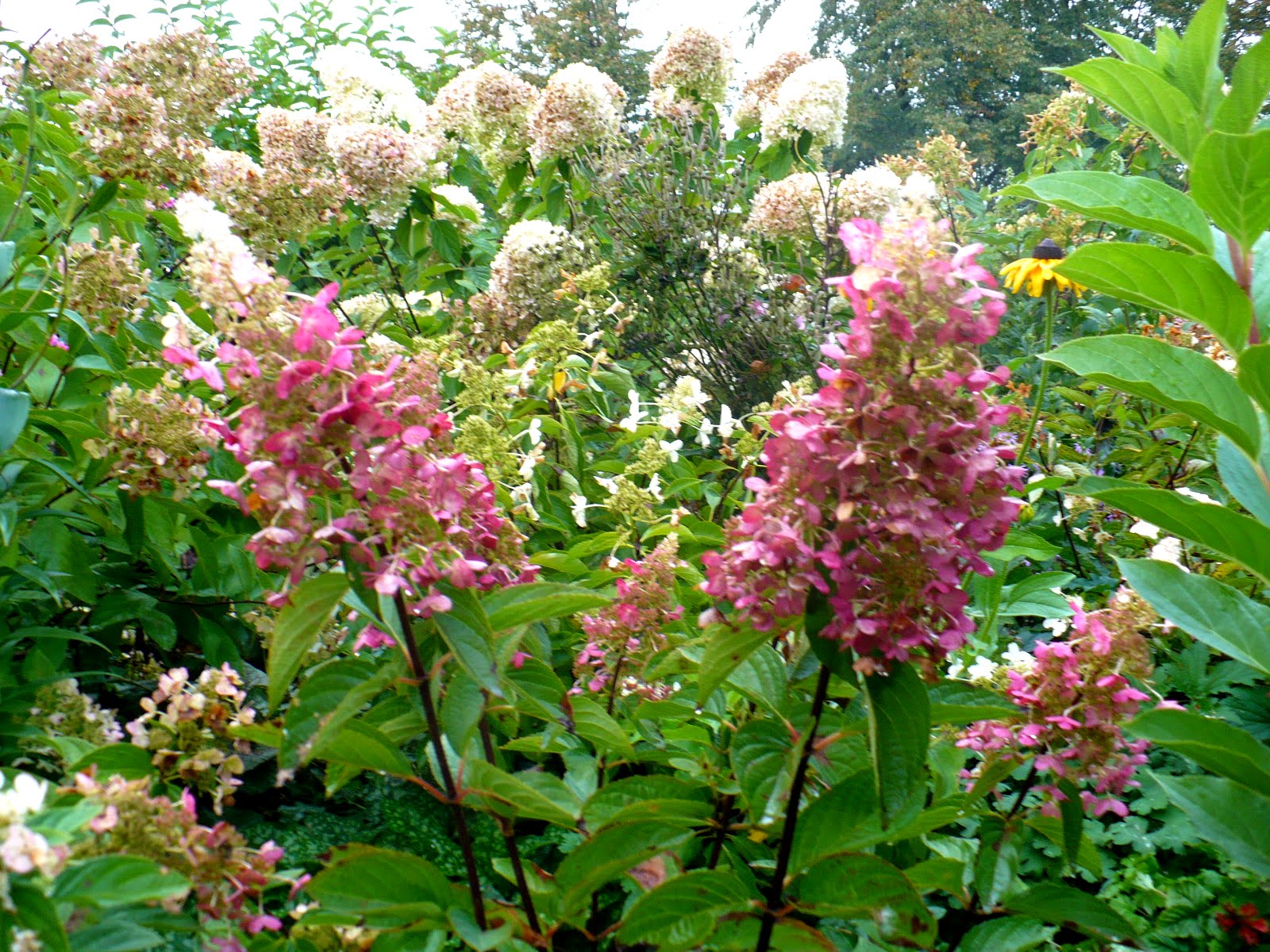 Hydrangea, Hortensja: Hydrangea paniculata (Hortensja bukietowa)'Ruby' ANGEL'S BLUSH