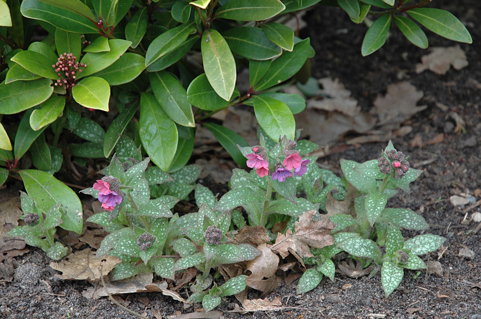 Mit grønne univers: Lungeurt/Pulmonaria