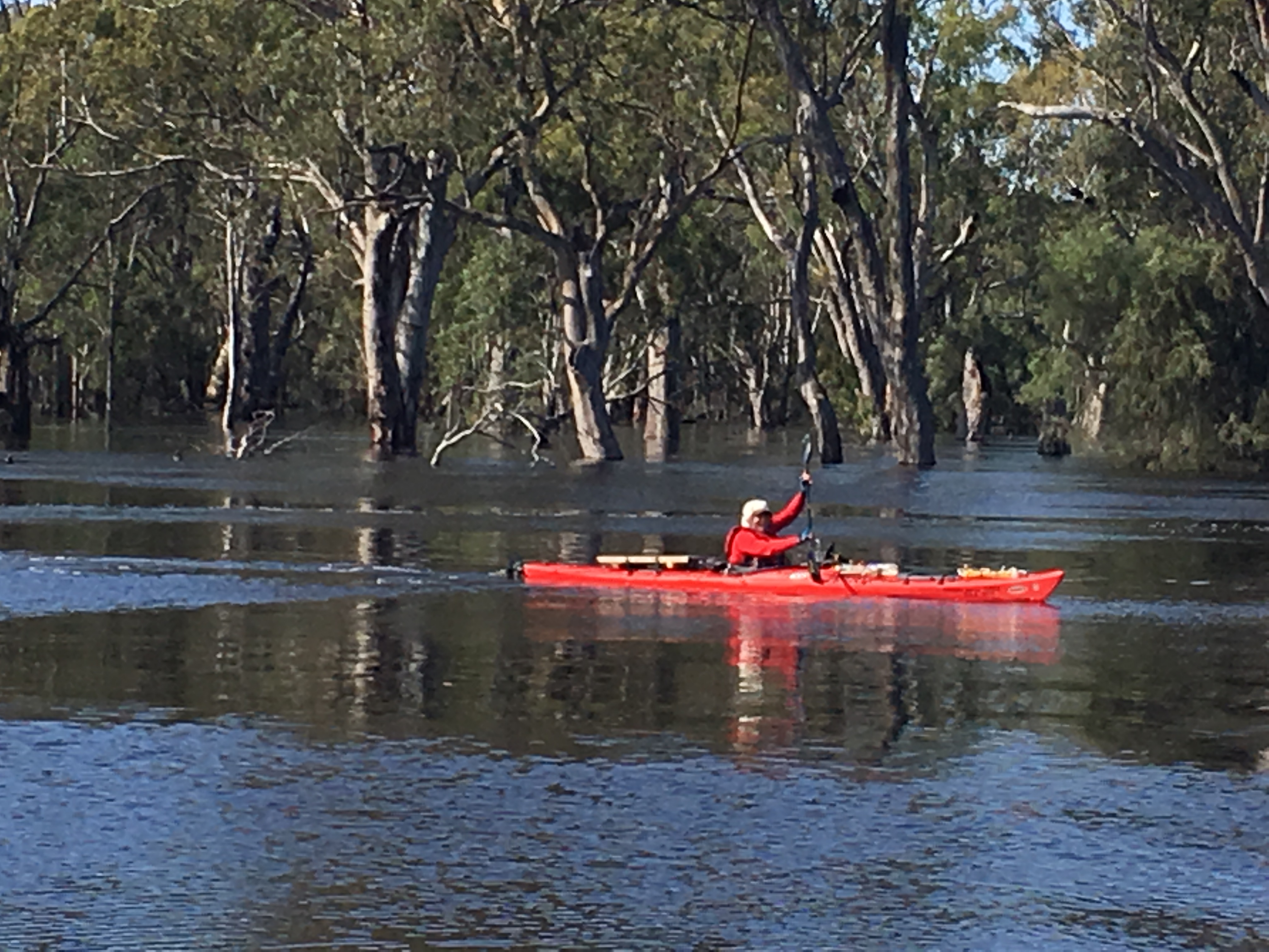 Murray River Kayak.: Murray River Paddle 2016 Day 25 Yungera Station to ...