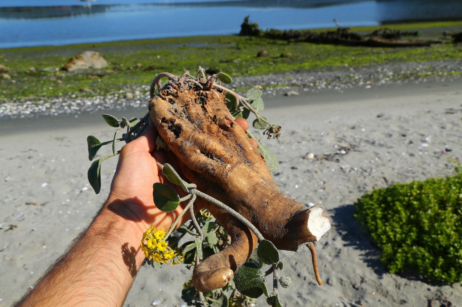 Wild Harvests: July 2019