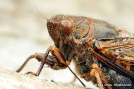 SOME LESS KNOWN THINGS: DID ANIMALS GO BEFORE HUMANS IN SPACE