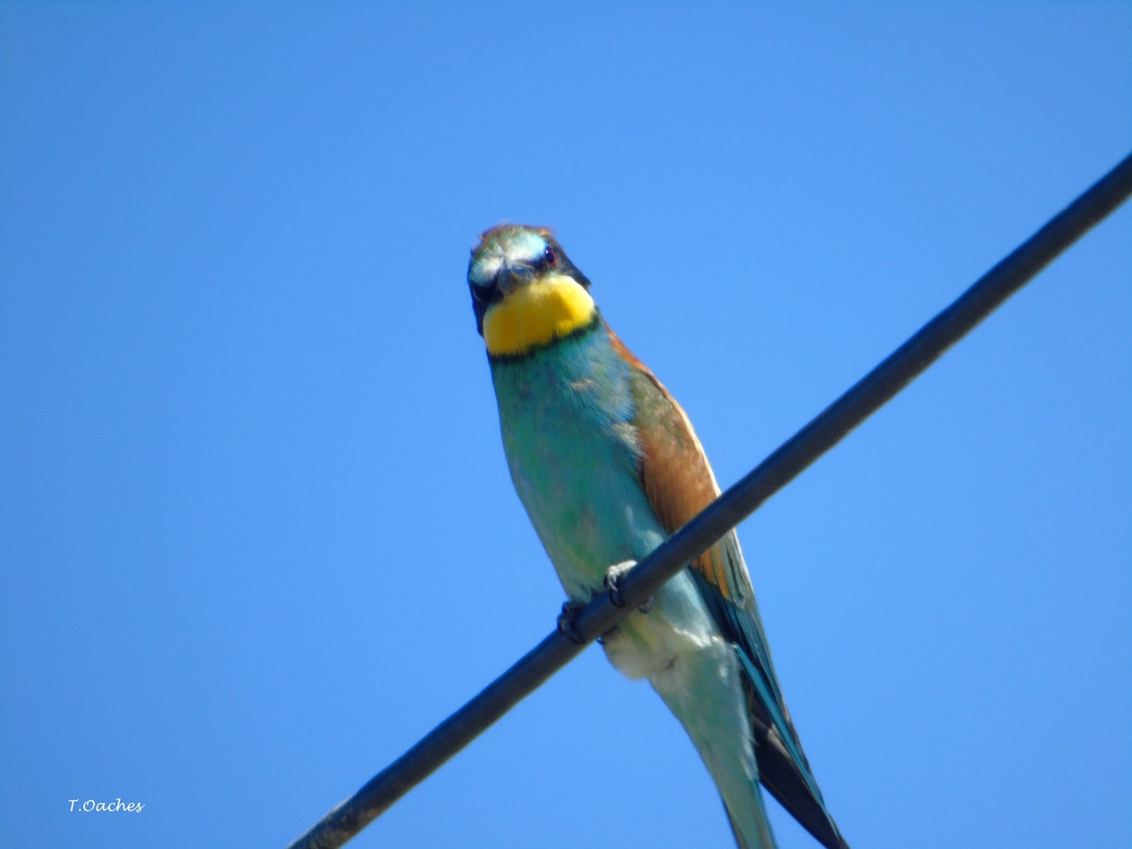 PASARI DIN ROMANIA: PRIGORIE, Merops apiaster