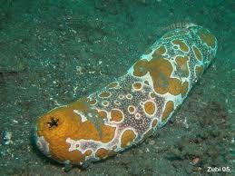 AP biology: Describe a starfish in terms of symmetry, germ cell layers ...