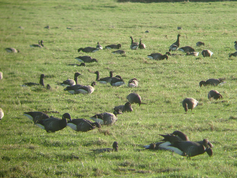MERSEA WILDLIFE: GRAZING GEESE