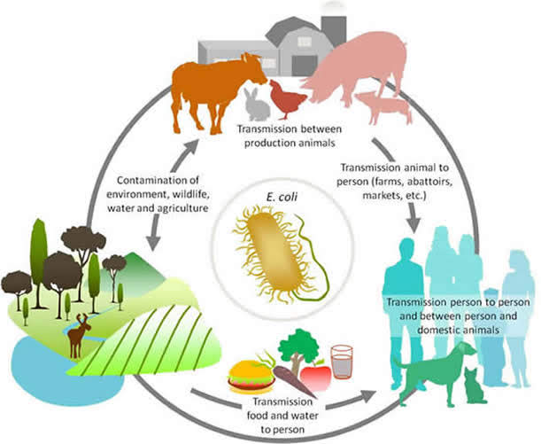BIOMAGNETISMO ANTOFAGASTA -CHILE: Escherichia Coli