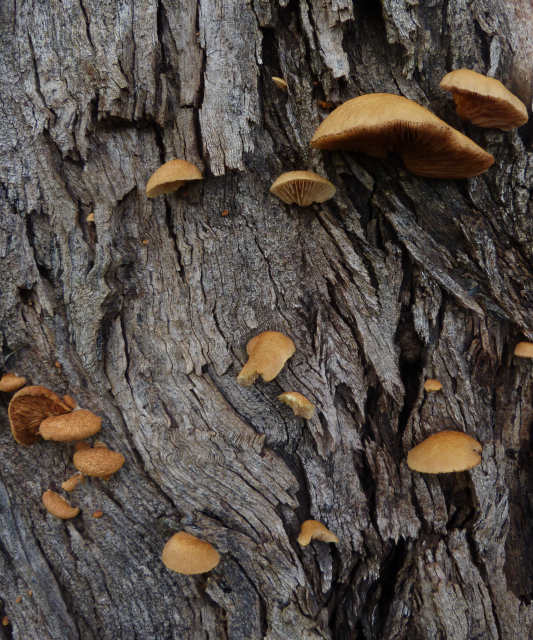 More general Nature Study