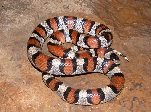 Amazing Colorful Snakes - Most Beautiful Snakes of the World | Most ...