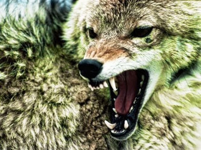 ΚΟΓΙΟΤ photos - wallpapers (ανανεωμένο) | the fun bank